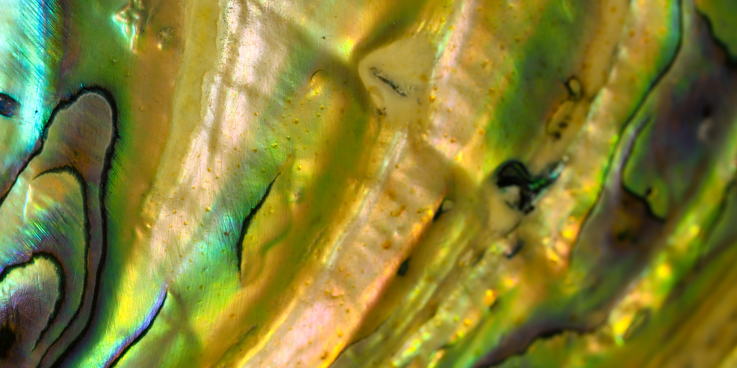 Abalone Shell Wonders: Beyond the Ocean's Surface – Mermaids Vibe